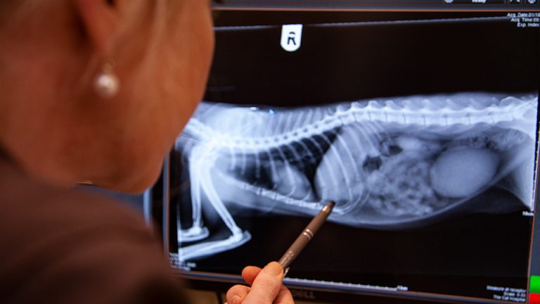 The Cat Hospital | Care | Knowledge | Support